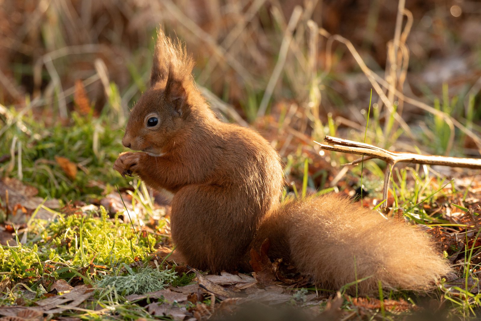 There’s a Red Squirrel Revival at Mersea Island! - City & Country